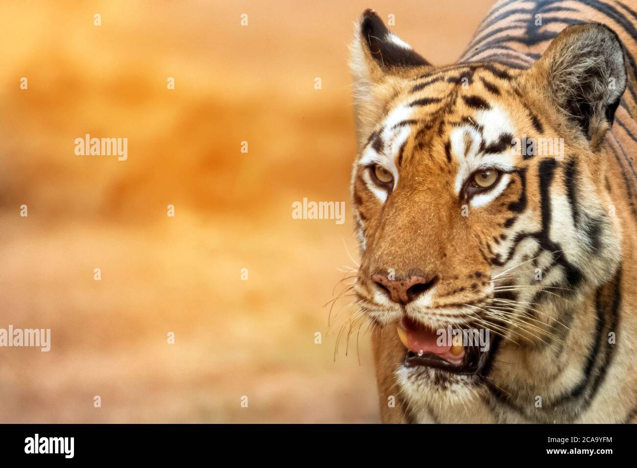 Patrol territory tiger india hi-res stock photography and images - Alamy
