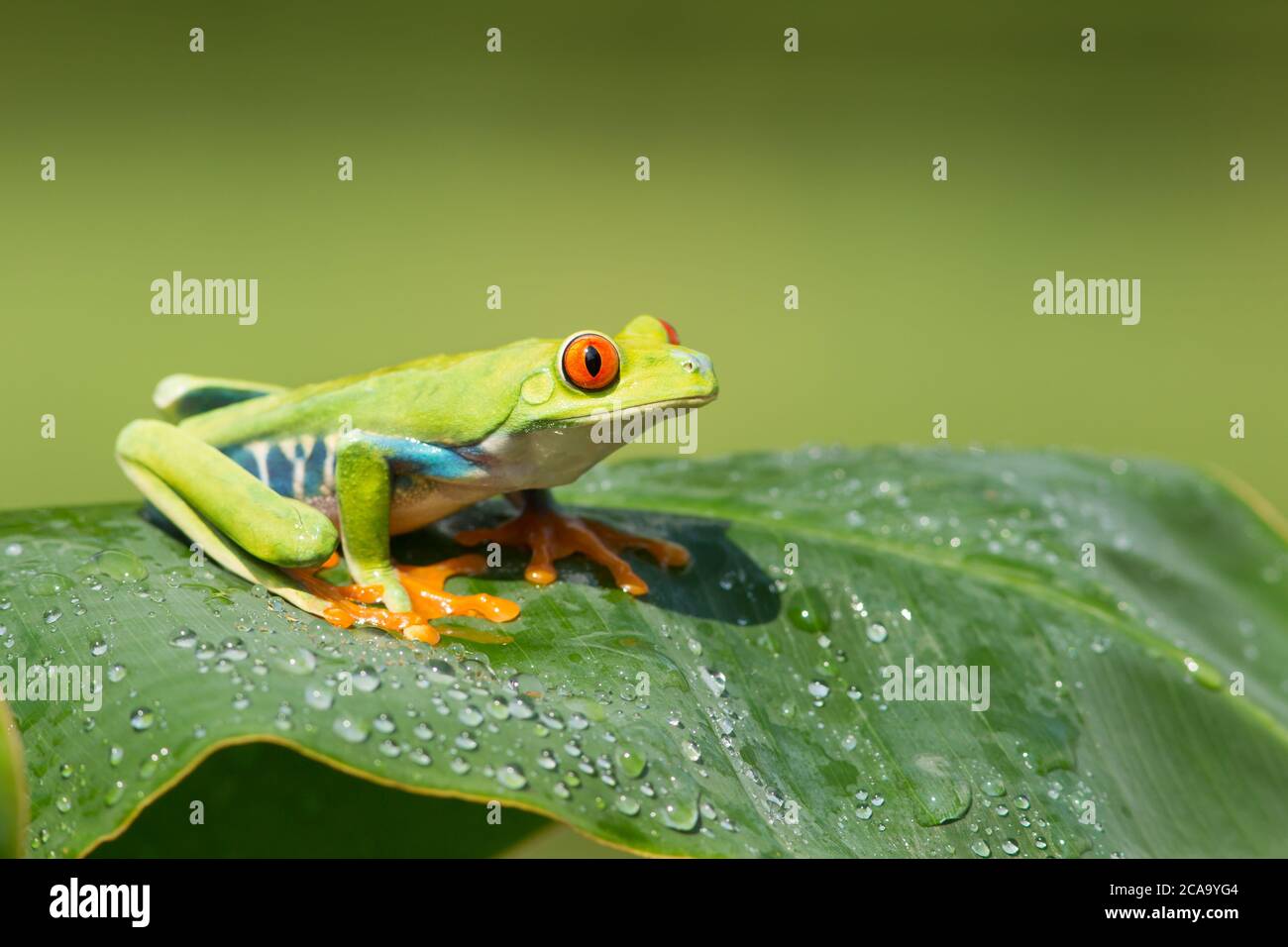 Agalychnis callidryas, known as the red-eyed treefrog, is an arboreal ...