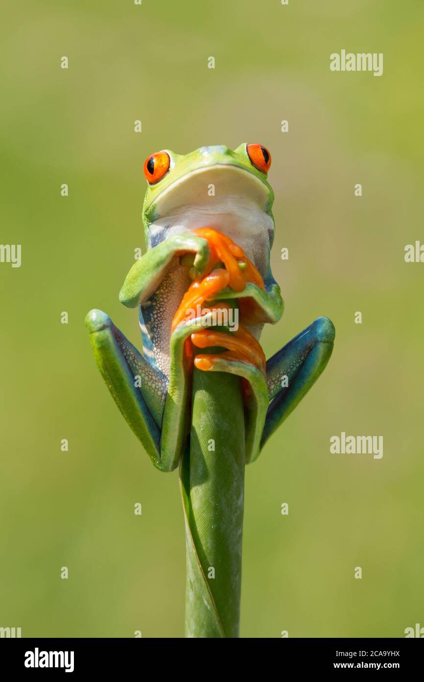 Agalychnis callidryas, known as the red-eyed treefrog, is an arboreal ...