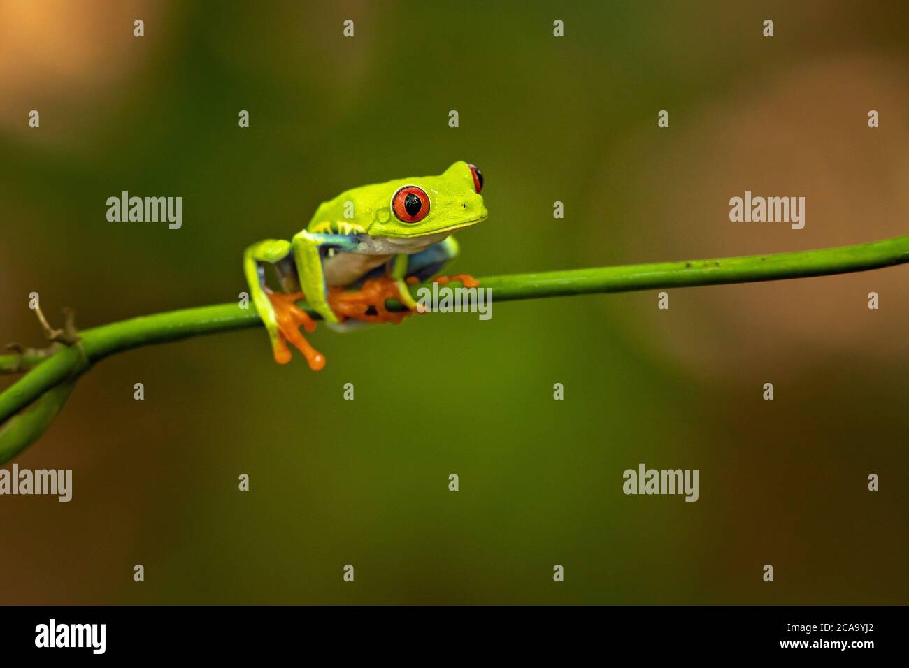 Agalychnis callidryas, known as the red-eyed treefrog, is an arboreal ...