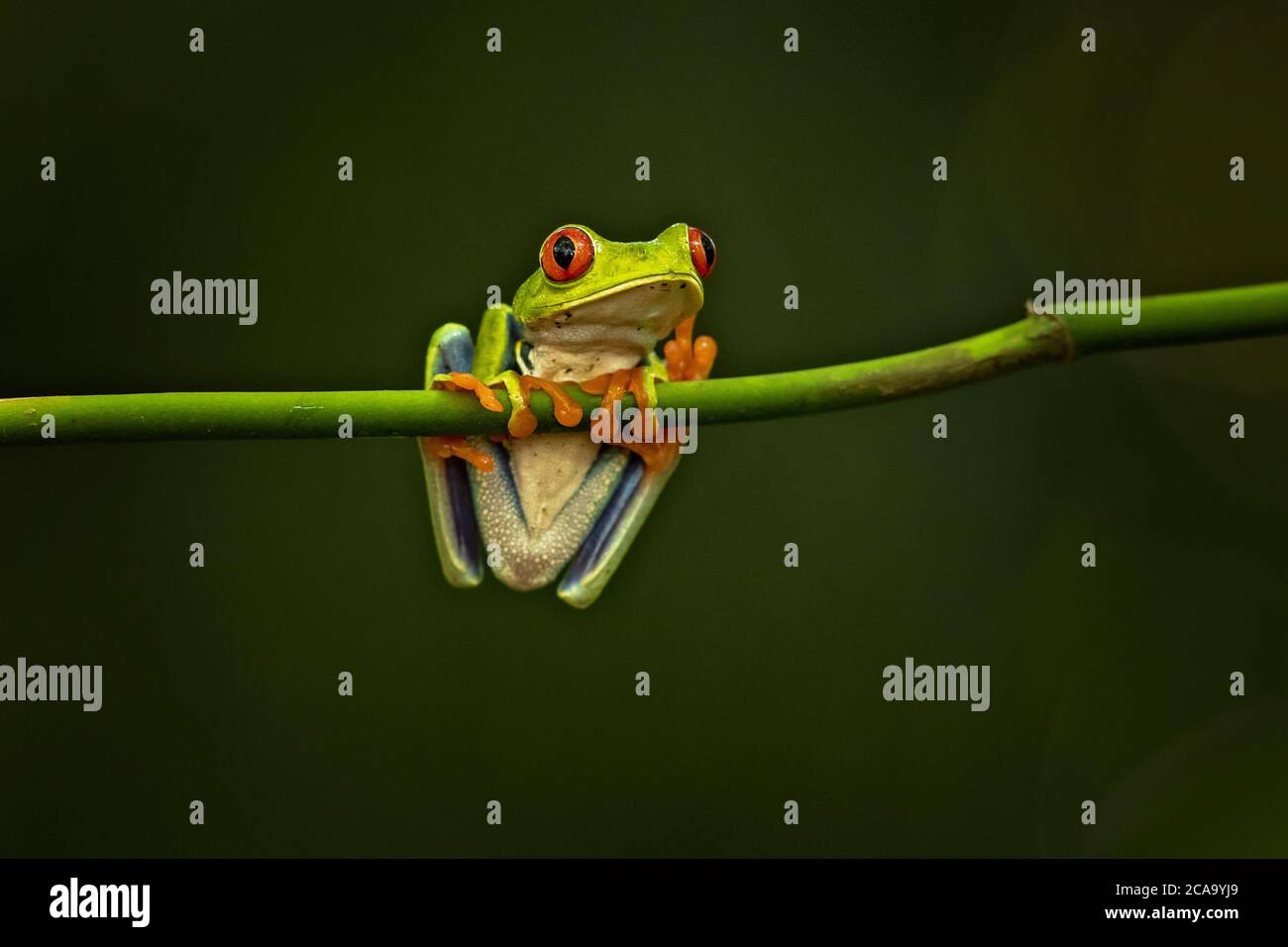 Agalychnis callidryas, known as the red-eyed treefrog, is an arboreal ...