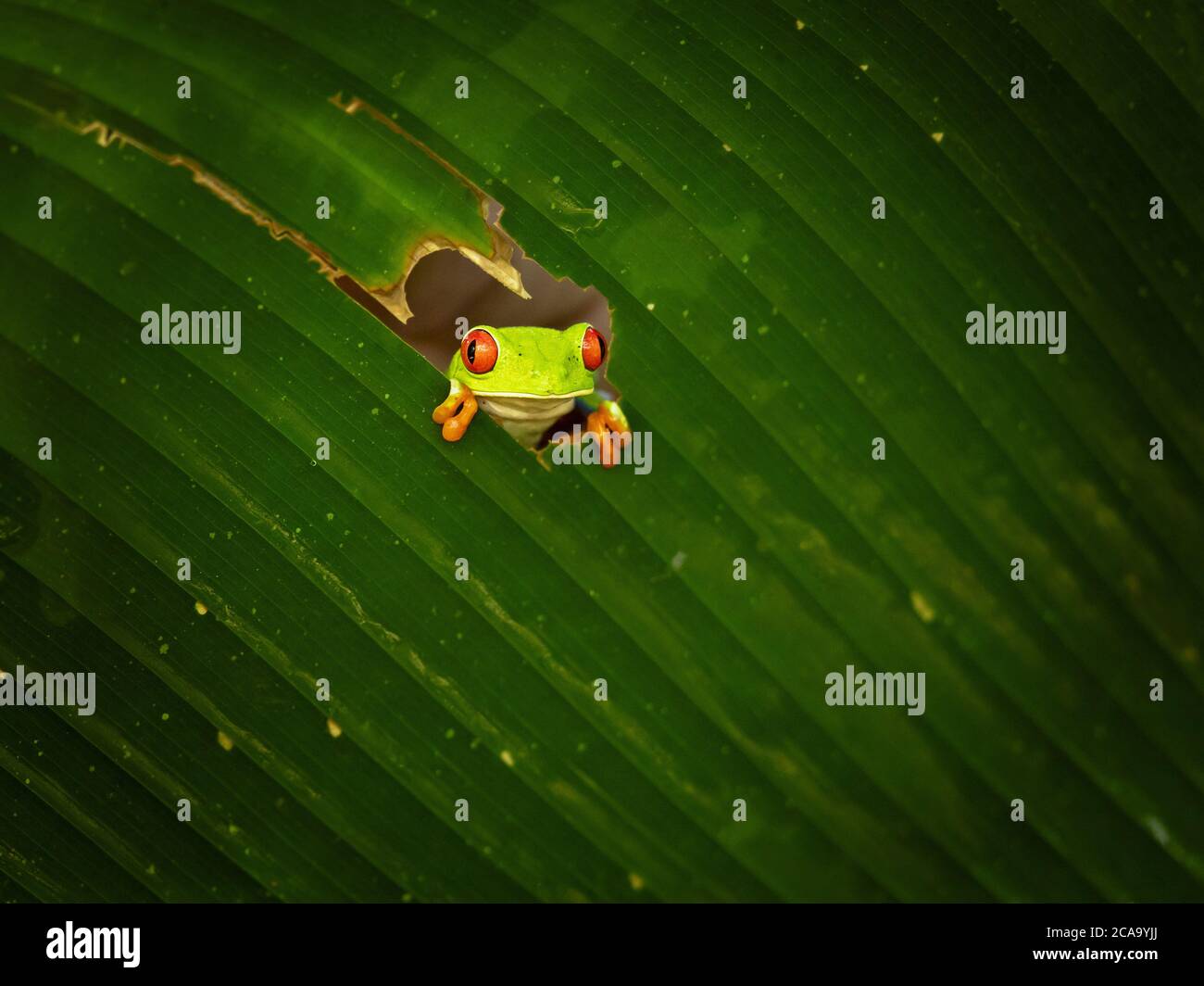 Agalychnis callidryas, known as the red-eyed treefrog, is an arboreal ...