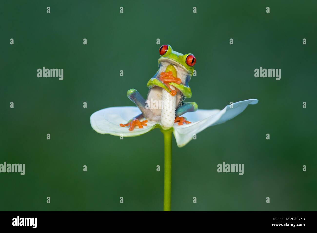 Agalychnis callidryas, known as the red-eyed treefrog, is an arboreal ...