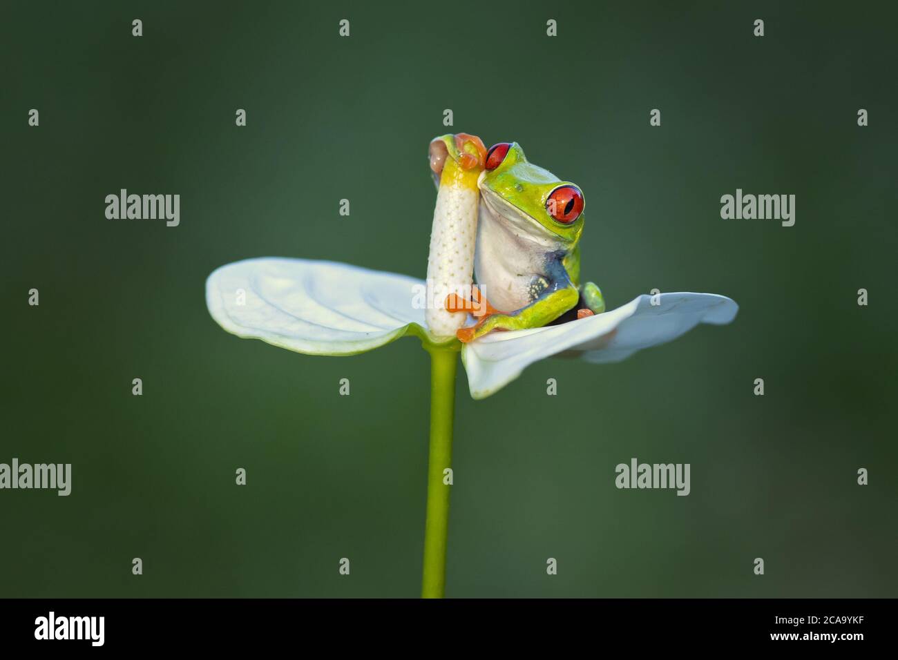 Agalychnis callidryas, known as the red-eyed treefrog, is an arboreal ...
