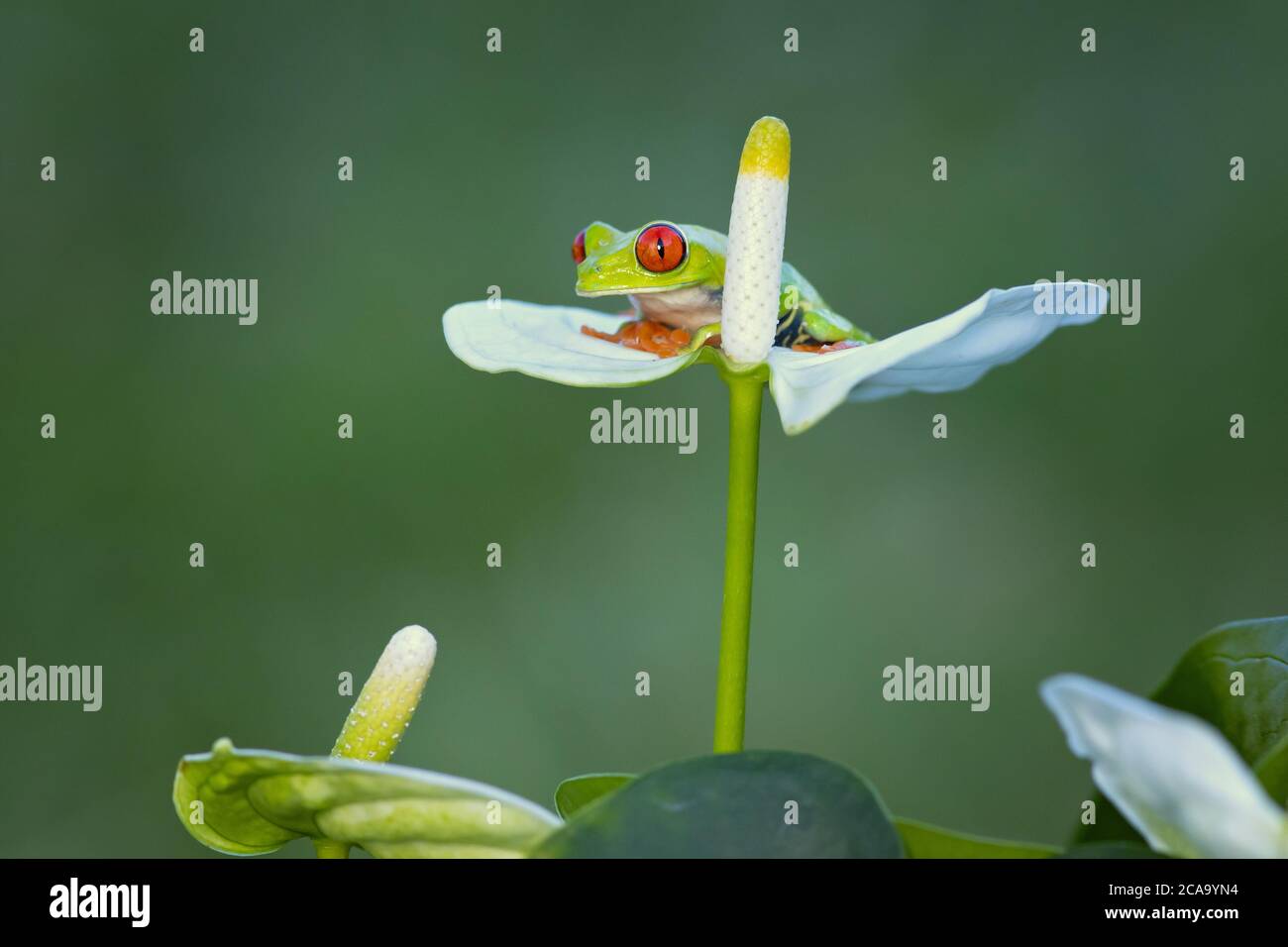 Agalychnis callidryas, known as the red-eyed treefrog, is an arboreal ...
