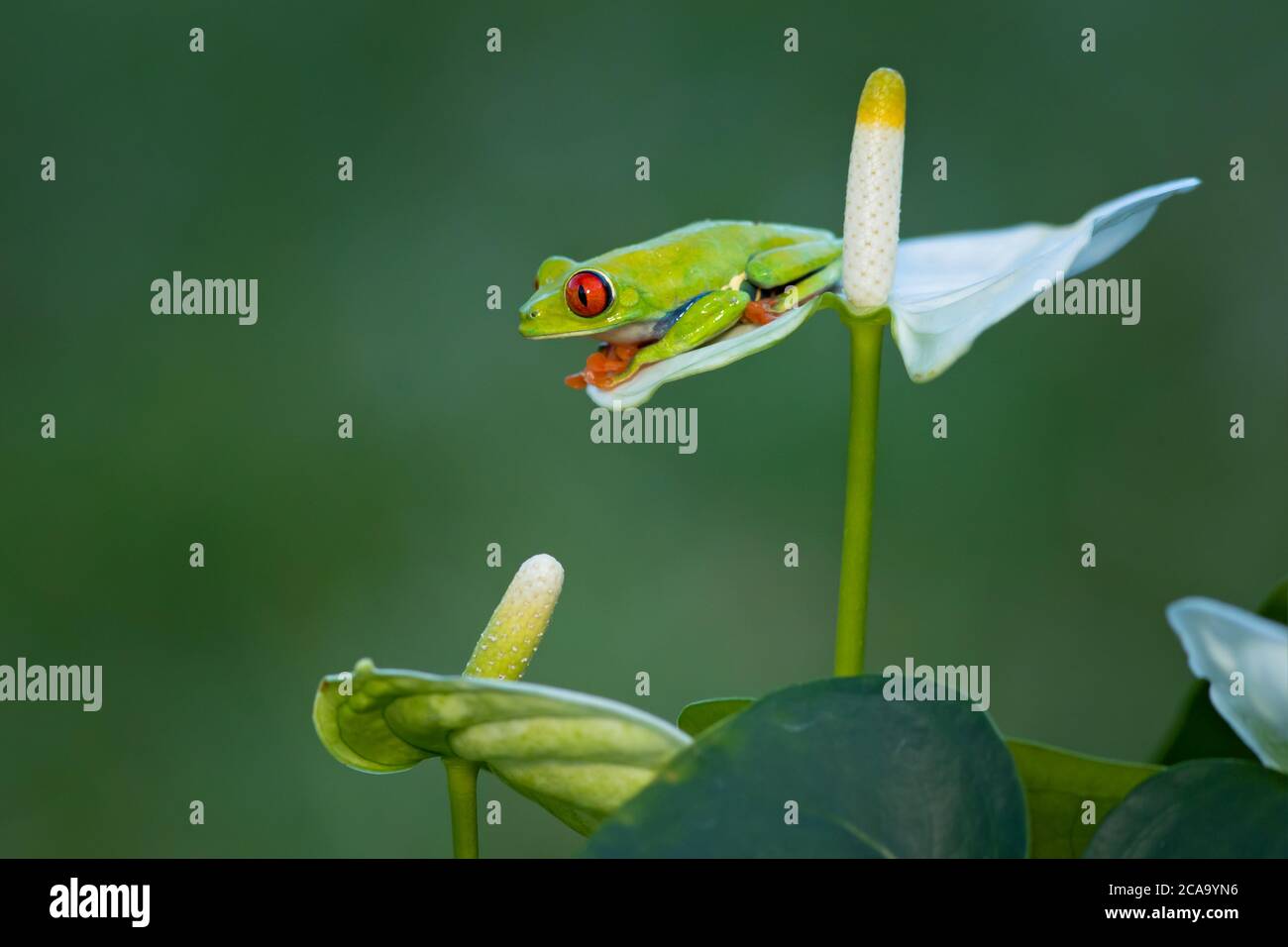 Agalychnis callidryas, known as the red-eyed treefrog, is an arboreal ...