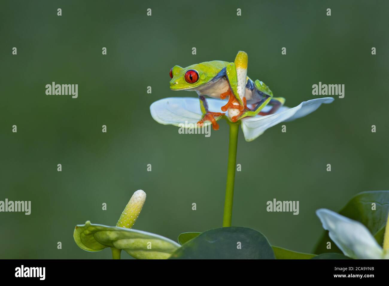Agalychnis callidryas, known as the red-eyed treefrog, is an arboreal ...