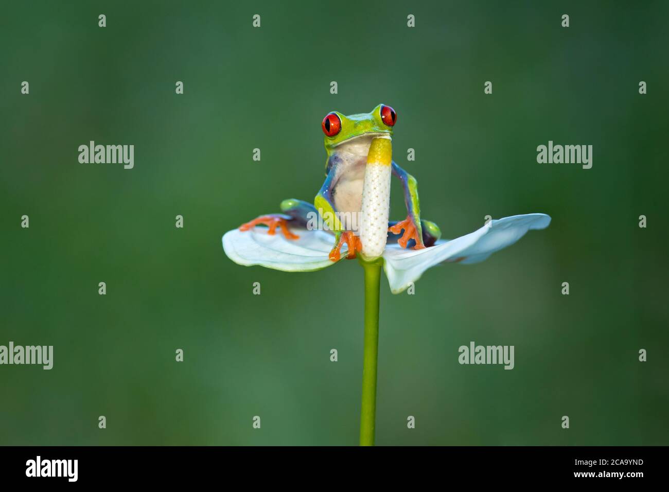 Agalychnis callidryas, known as the red-eyed treefrog, is an arboreal ...