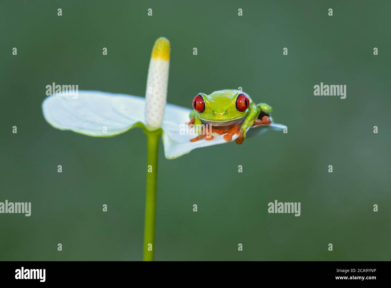 Agalychnis callidryas, known as the red-eyed treefrog, is an arboreal ...