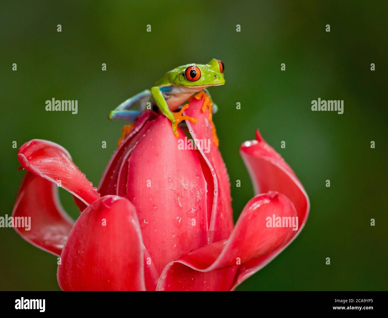 Agalychnis callidryas, known as the red-eyed treefrog, is an arboreal ...