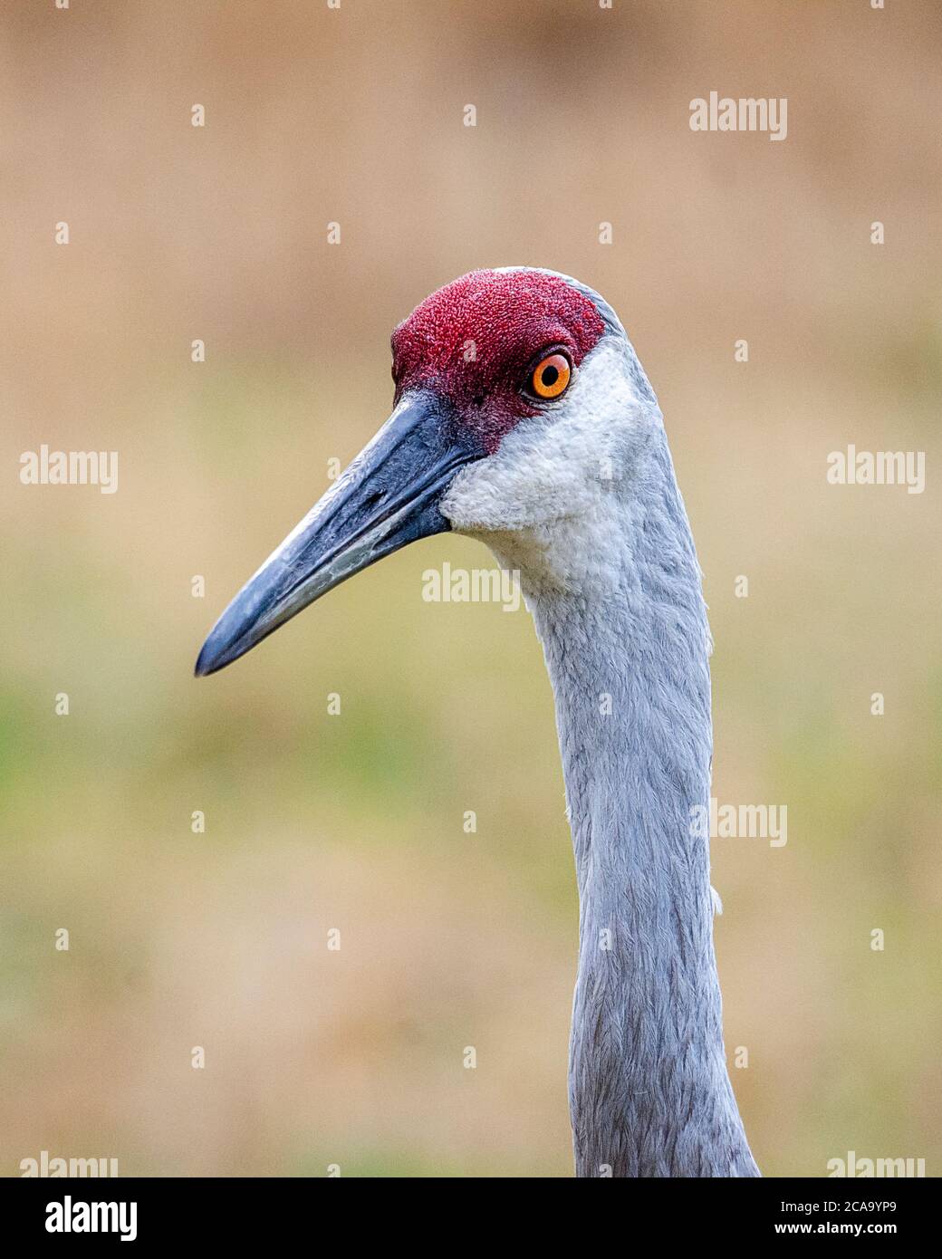 Close up view of a Sandhill Crane's head with red cap and orange eye ...