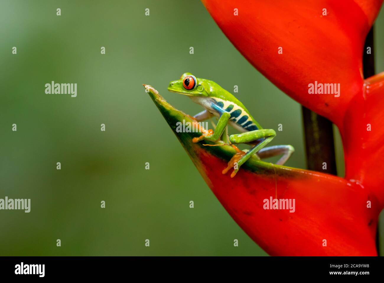 Agalychnis callidryas, known as the red-eyed treefrog, is an arboreal ...