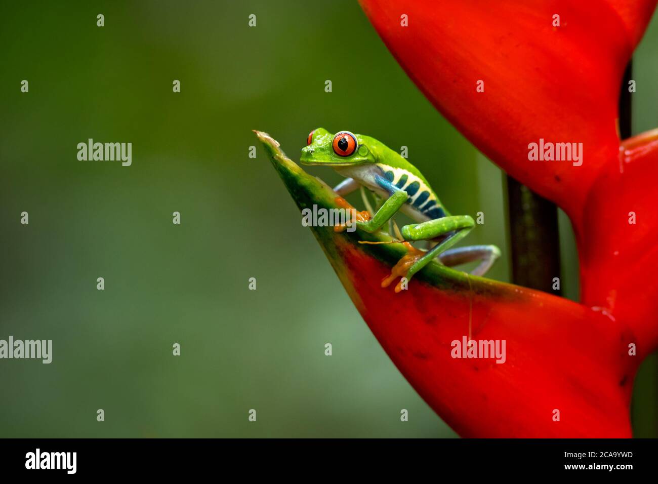 Agalychnis callidryas, known as the red-eyed treefrog, is an arboreal ...