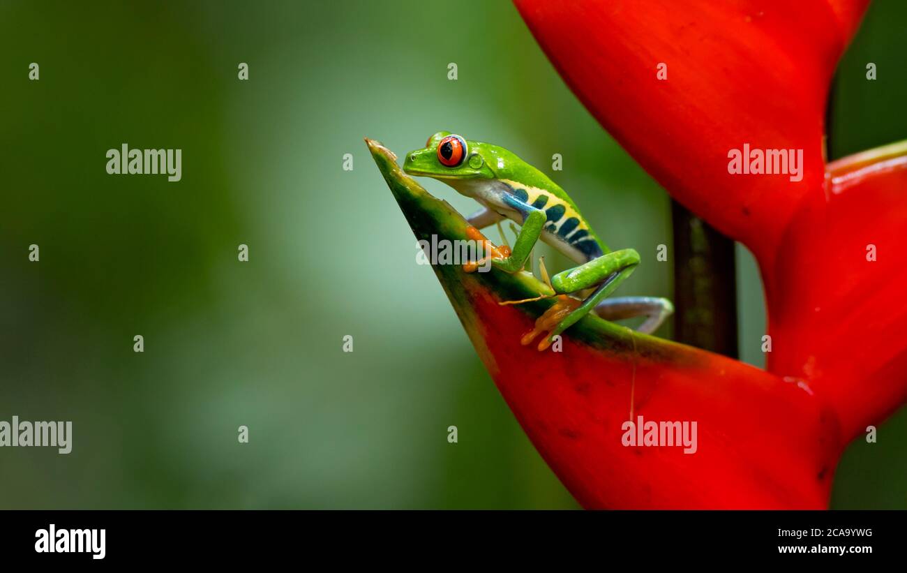 Agalychnis callidryas, known as the red-eyed treefrog, is an arboreal ...
