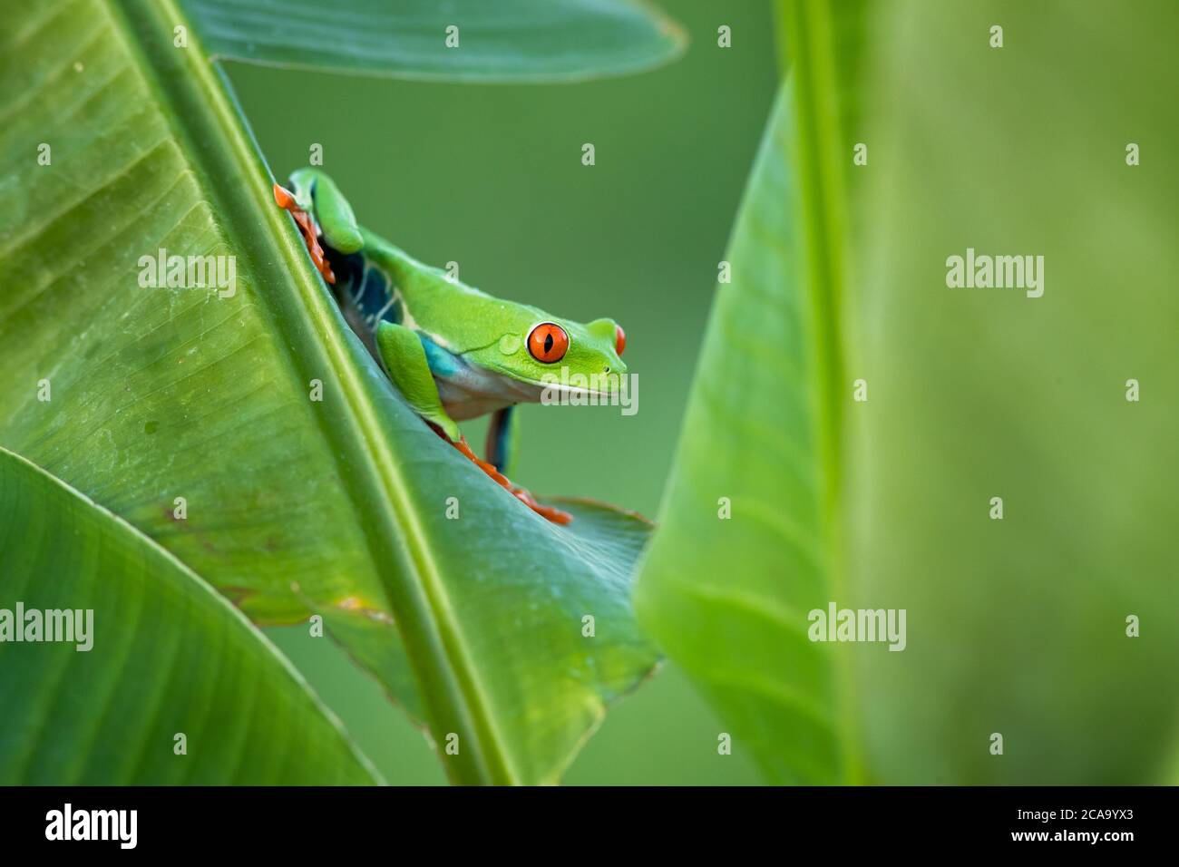 Agalychnis callidryas, known as the red-eyed treefrog, is an arboreal ...