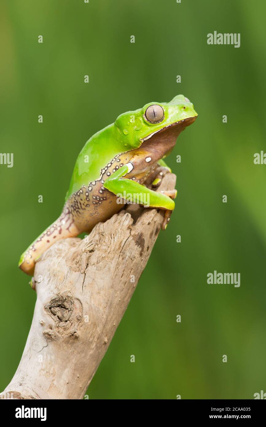 Phyllomedusa bicolor, also known as the blue-and-yellow frog, biracial ...