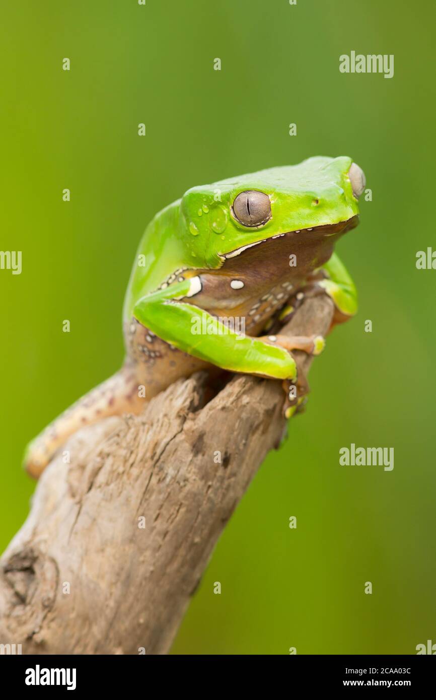 Phyllomedusa bicolor, also known as the blue-and-yellow frog, biracial ...