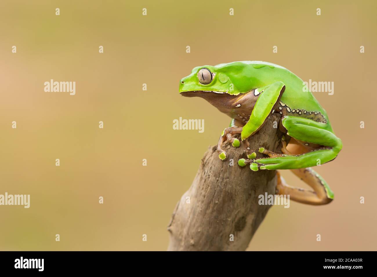 Phyllomedusa bicolor, also known as the blue-and-yellow frog, biracial ...