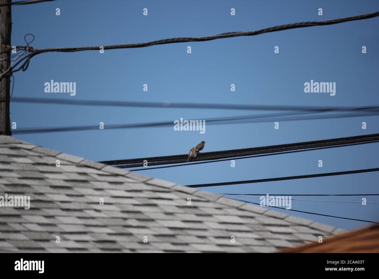 Bunch of electrical and power utility wires hanging in the backyard ...
