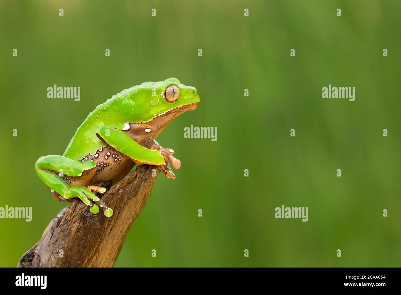 Phyllomedusa bicolor, also known as the blue-and-yellow frog, biracial ...