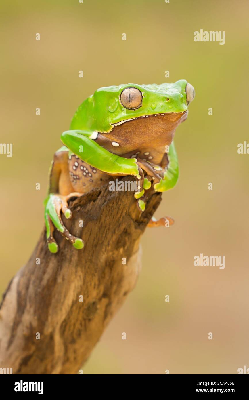 Phyllomedusa bicolor, also known as the blue-and-yellow frog, biracial ...