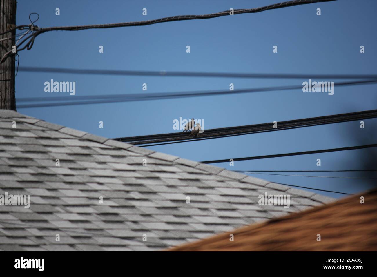 Bunch of electrical and power utility wires hanging in the backyard ...