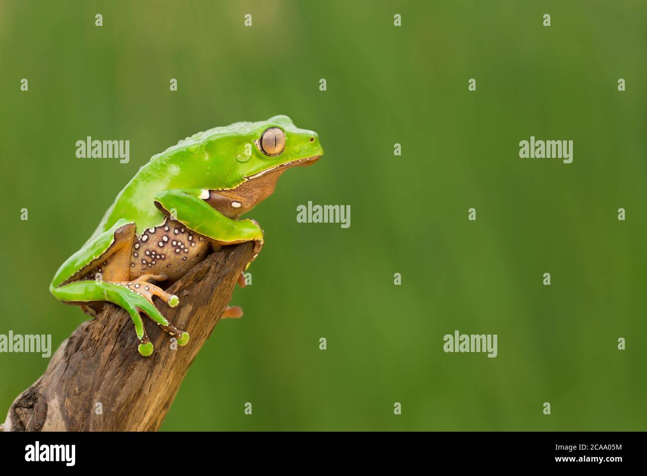 Phyllomedusa bicolor, also known as the blue-and-yellow frog, biracial ...