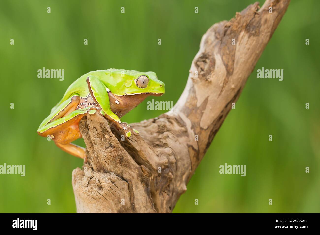 Phyllomedusa bicolor, also known as the blue-and-yellow frog, biracial ...
