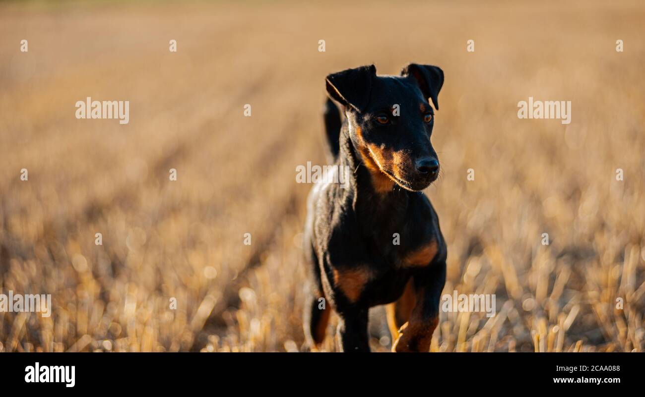 Deutscher jagdterrier hi-res stock photography and images - Alamy