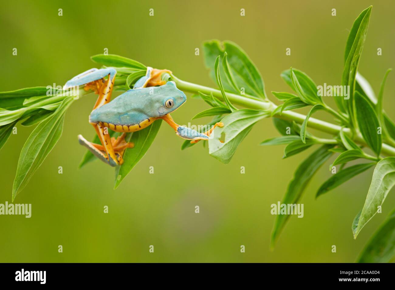 Cruziohyla calcarifer, the splendid leaf frog or splendid treefrog, is ...