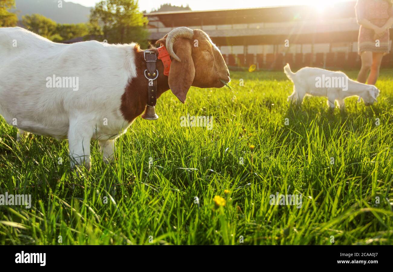 Boer goat kid in hi-res stock photography and images - Alamy