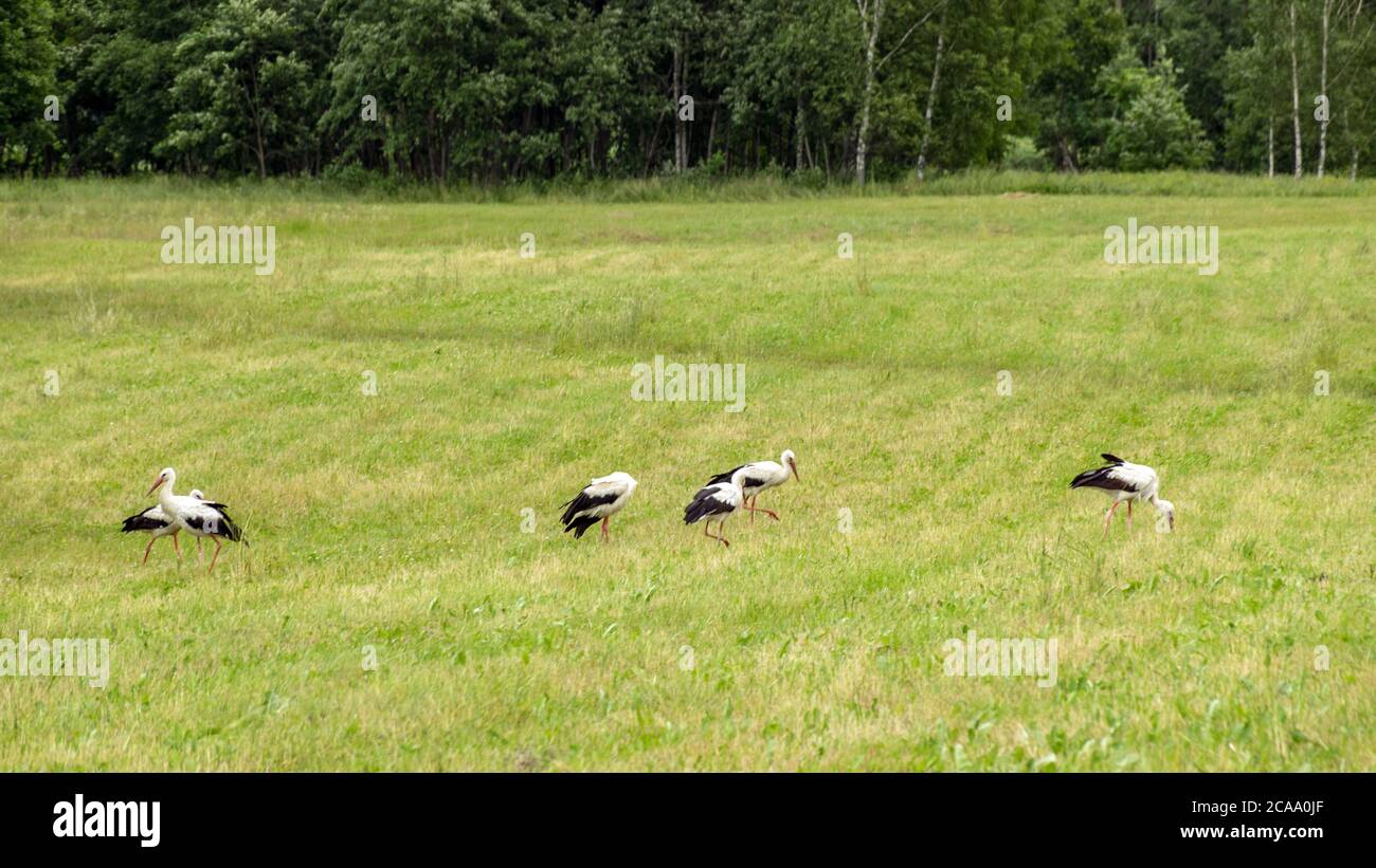 Colony of storks hi-res stock photography and images - Alamy