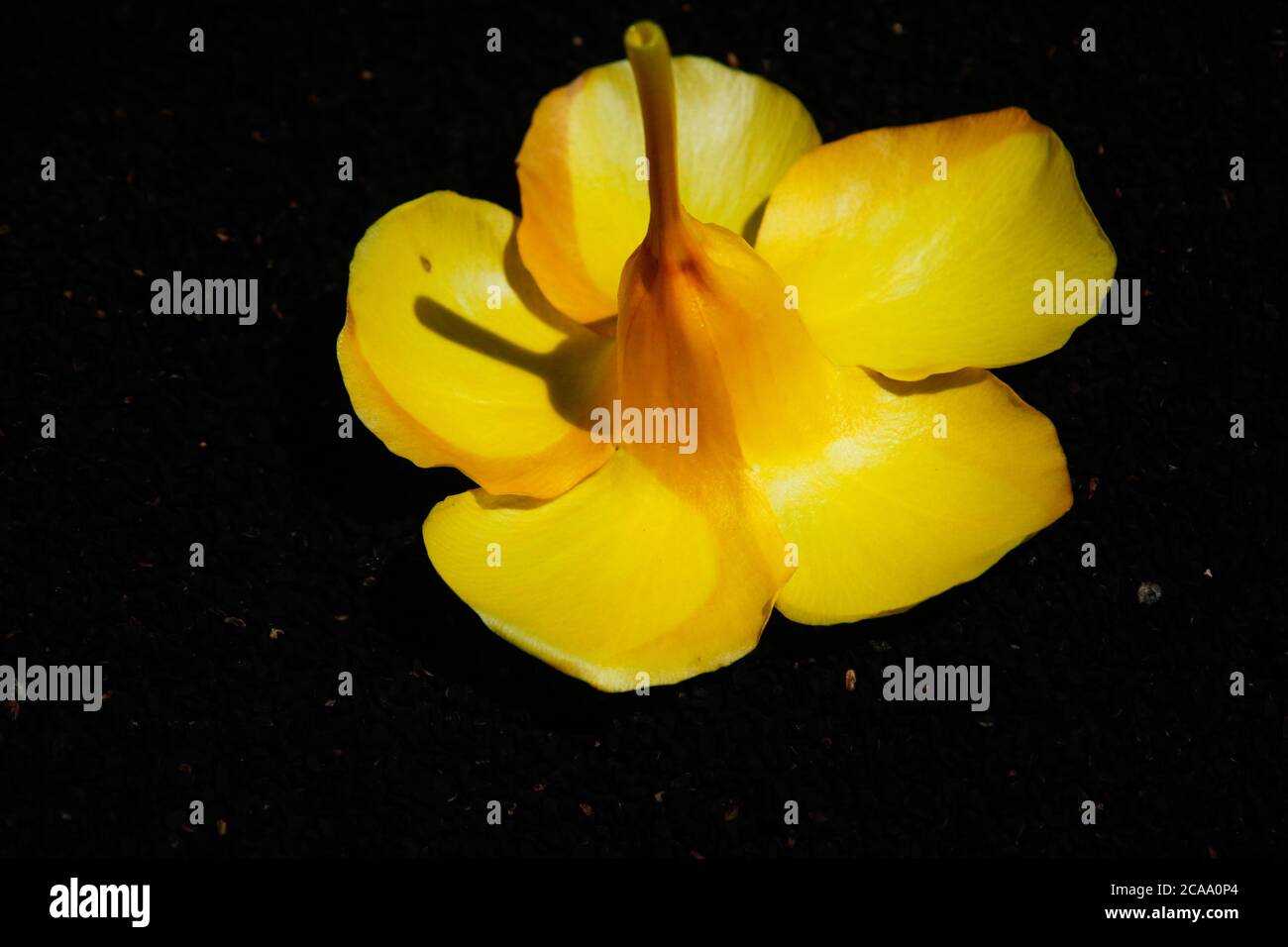 Beautiful Allamanda flowers are blooming in the flower garden Stock ...