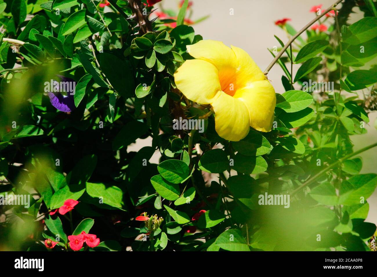 Beautiful Allamanda flowers are blooming in the flower garden Stock ...