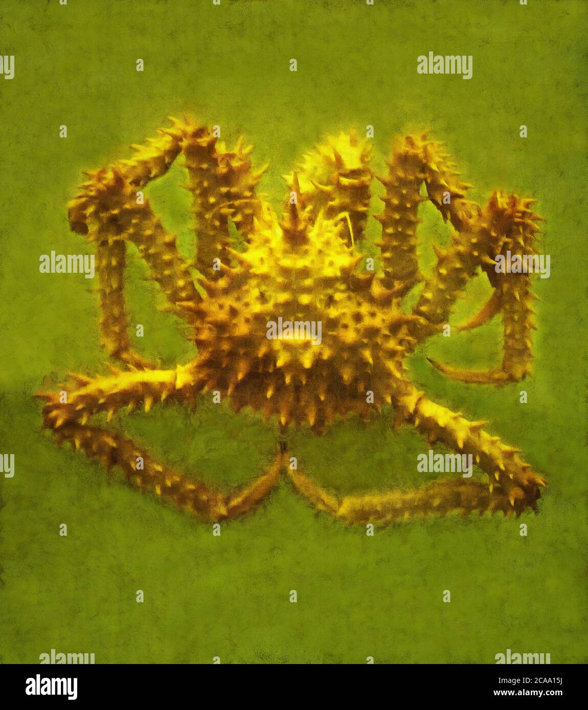 Paralithodes camtschaticus hi-res stock photography and images - Alamy