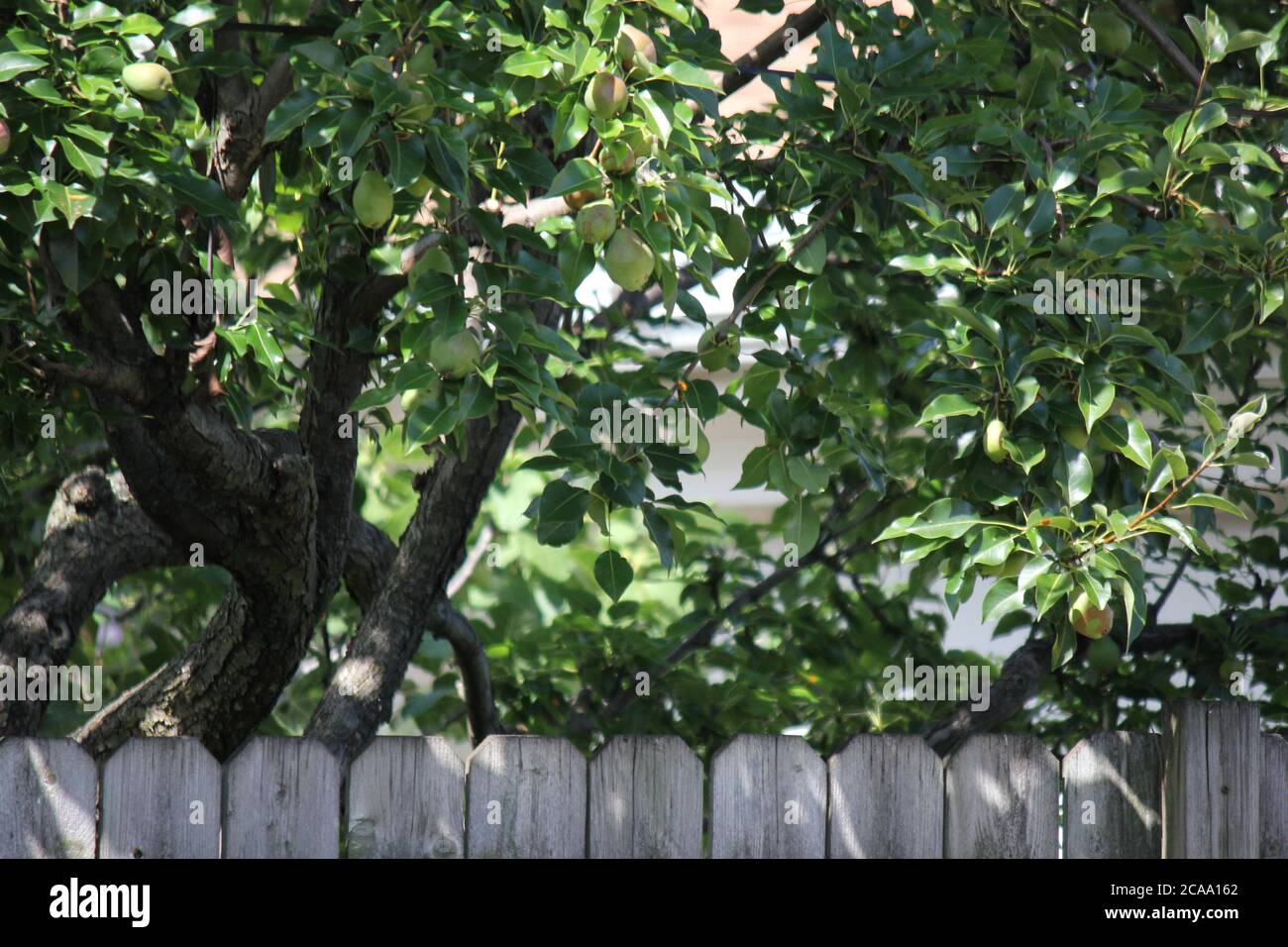 Backyard urban garden in of a luscious pear fruit tree Stock Photo - Alamy
