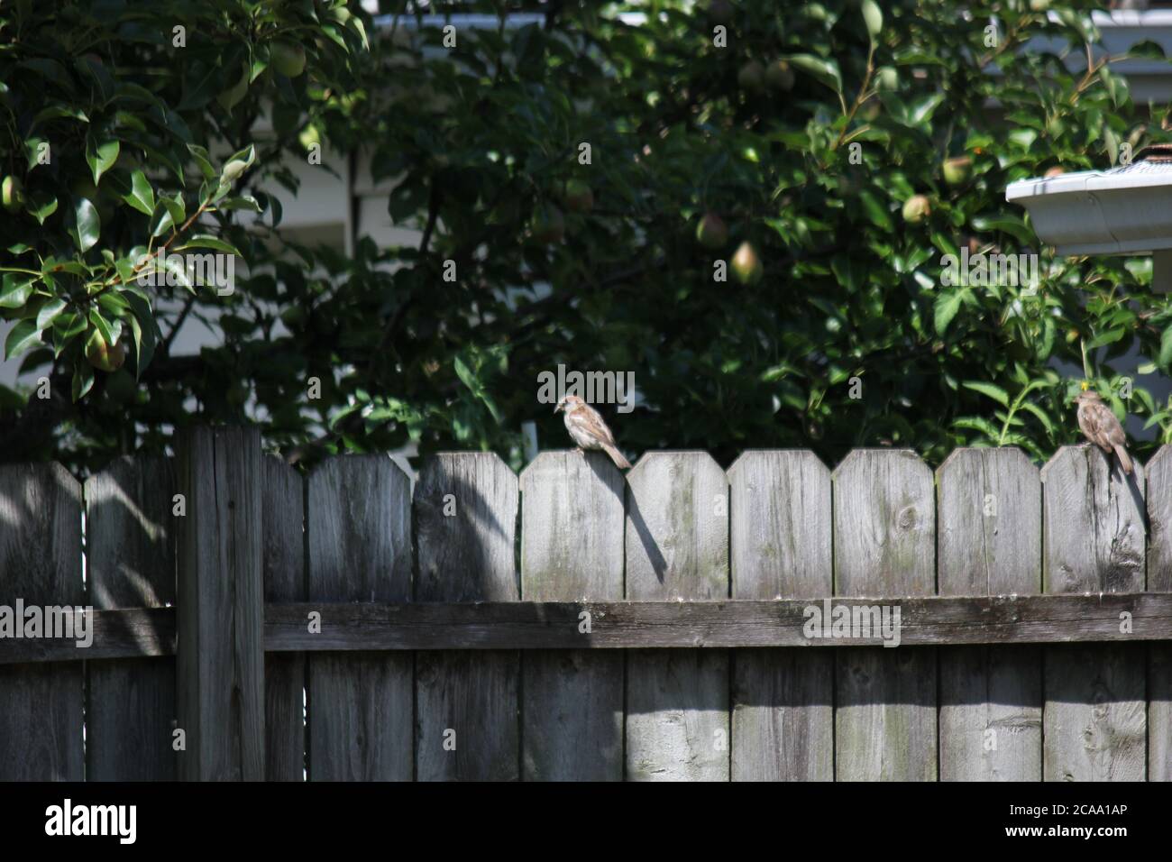 Backyard urban garden in of a luscious pear fruit tree Stock Photo - Alamy
