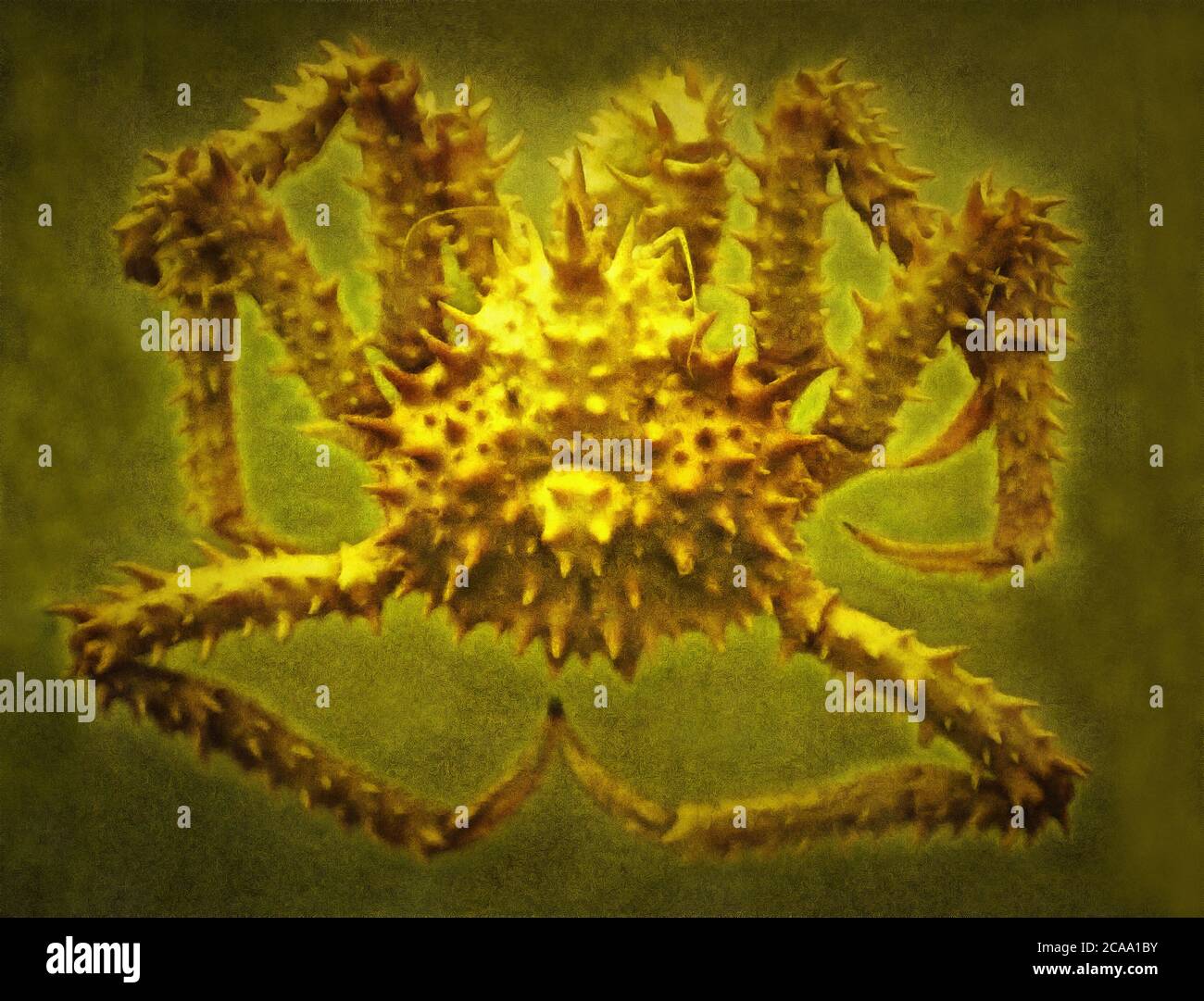 Paralithodes camtschaticus image hi-res stock photography and images ...