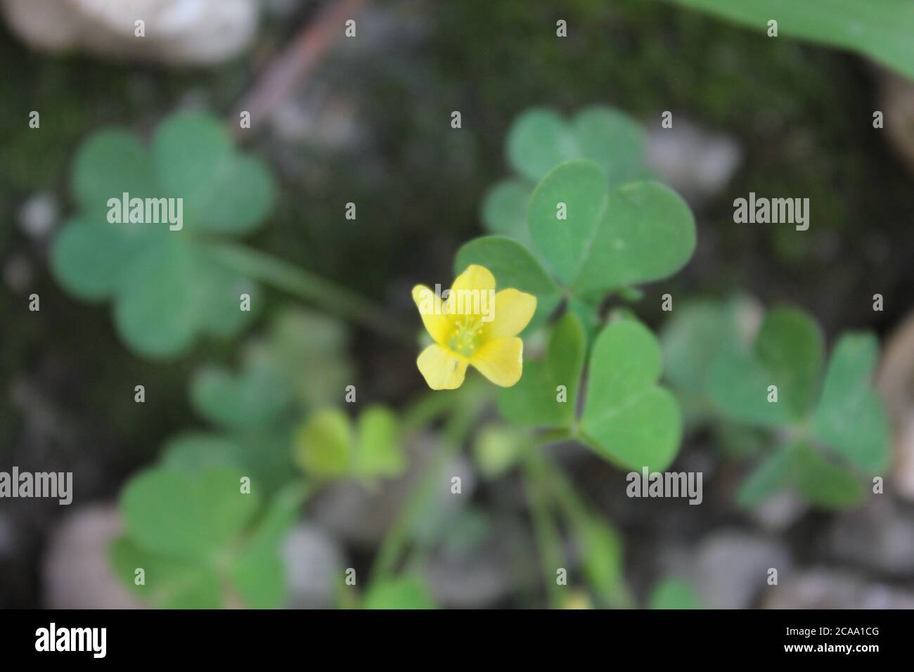 Little yellow flower of the common clover plant, Ladino Clover, White ...