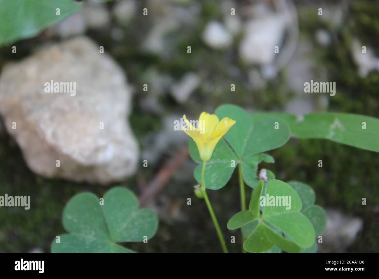 Yellow trefoil kitchen garden hi-res stock photography and images - Alamy