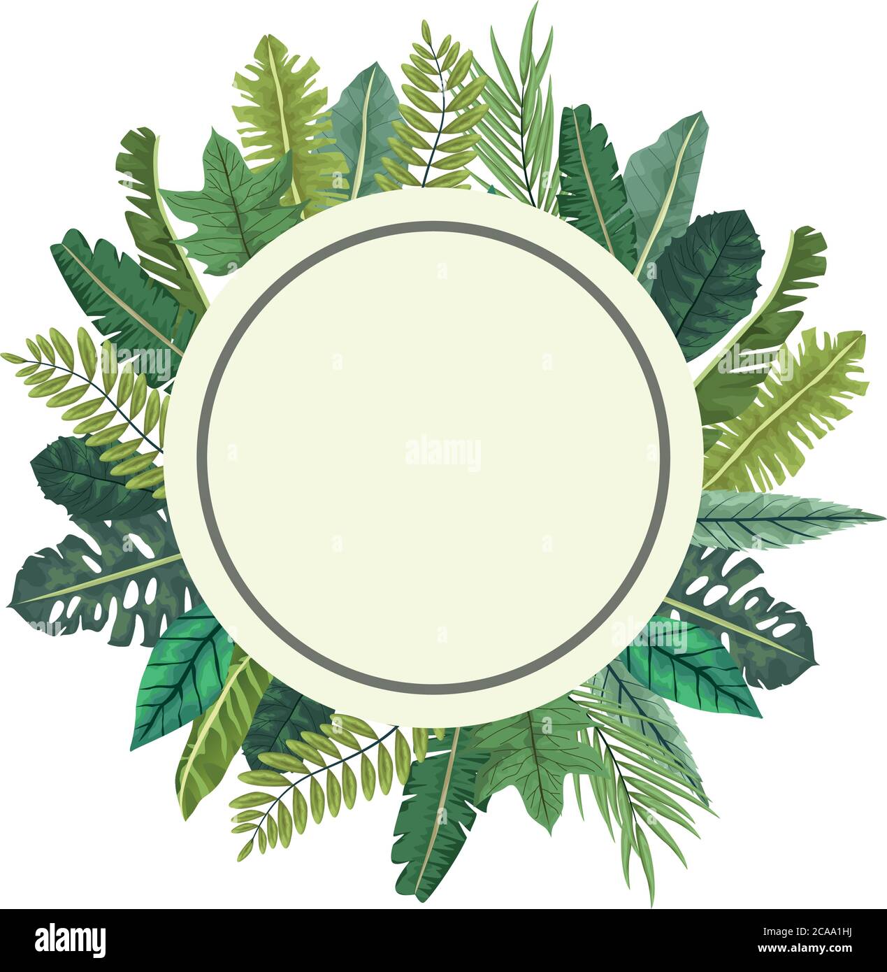 tropical leafs palm nature circular frame vector illustration design ...