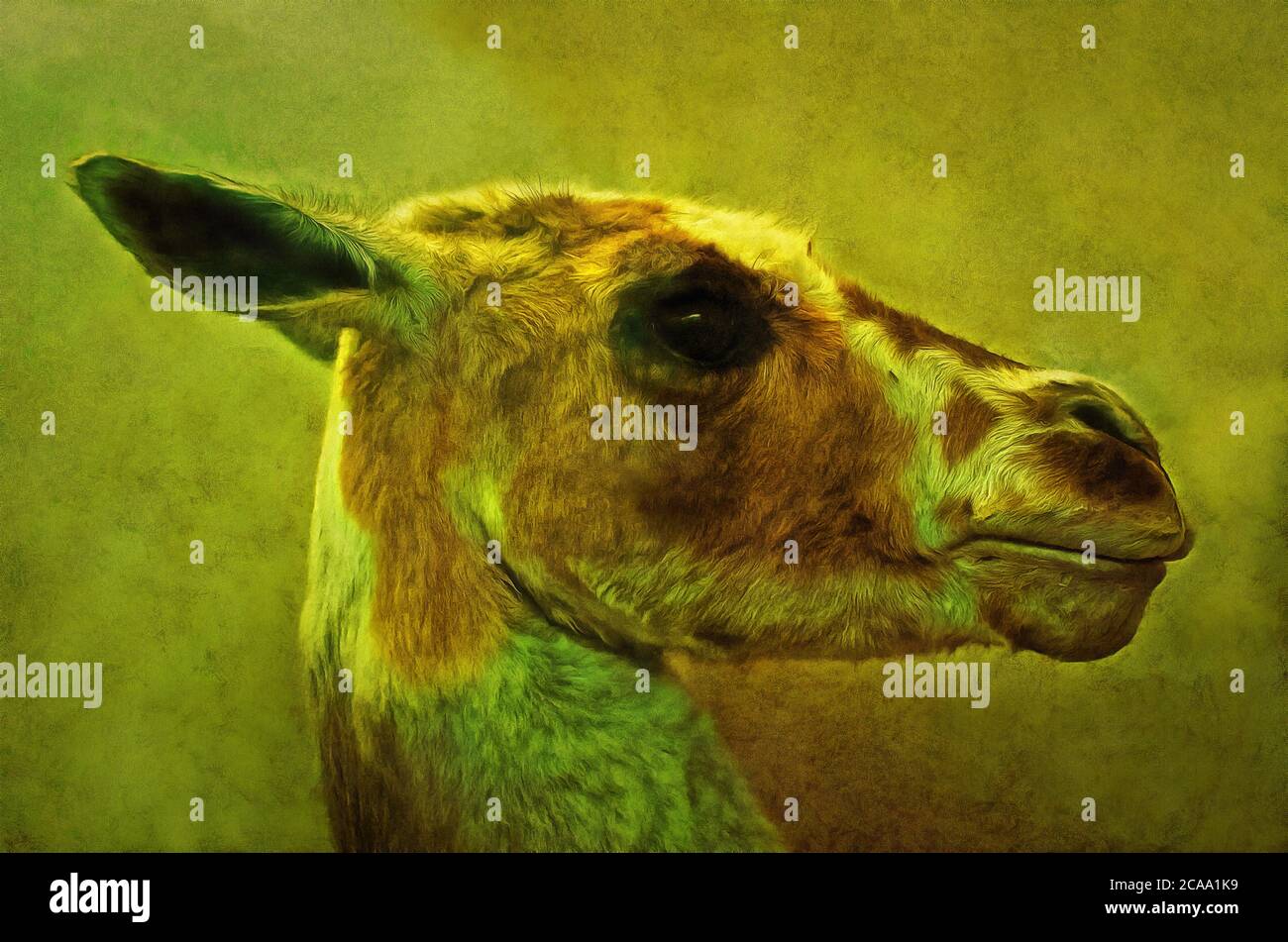 Lama pictures hi-res stock photography and images - Alamy
