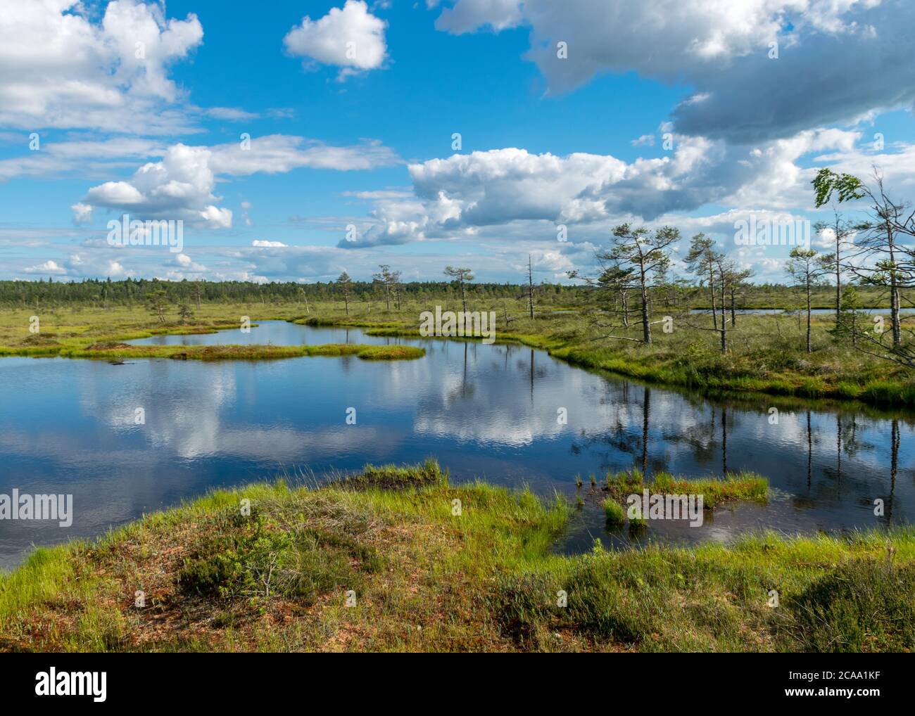 sunny summer landscape from the swamp, white cumulus clouds reflect in ...