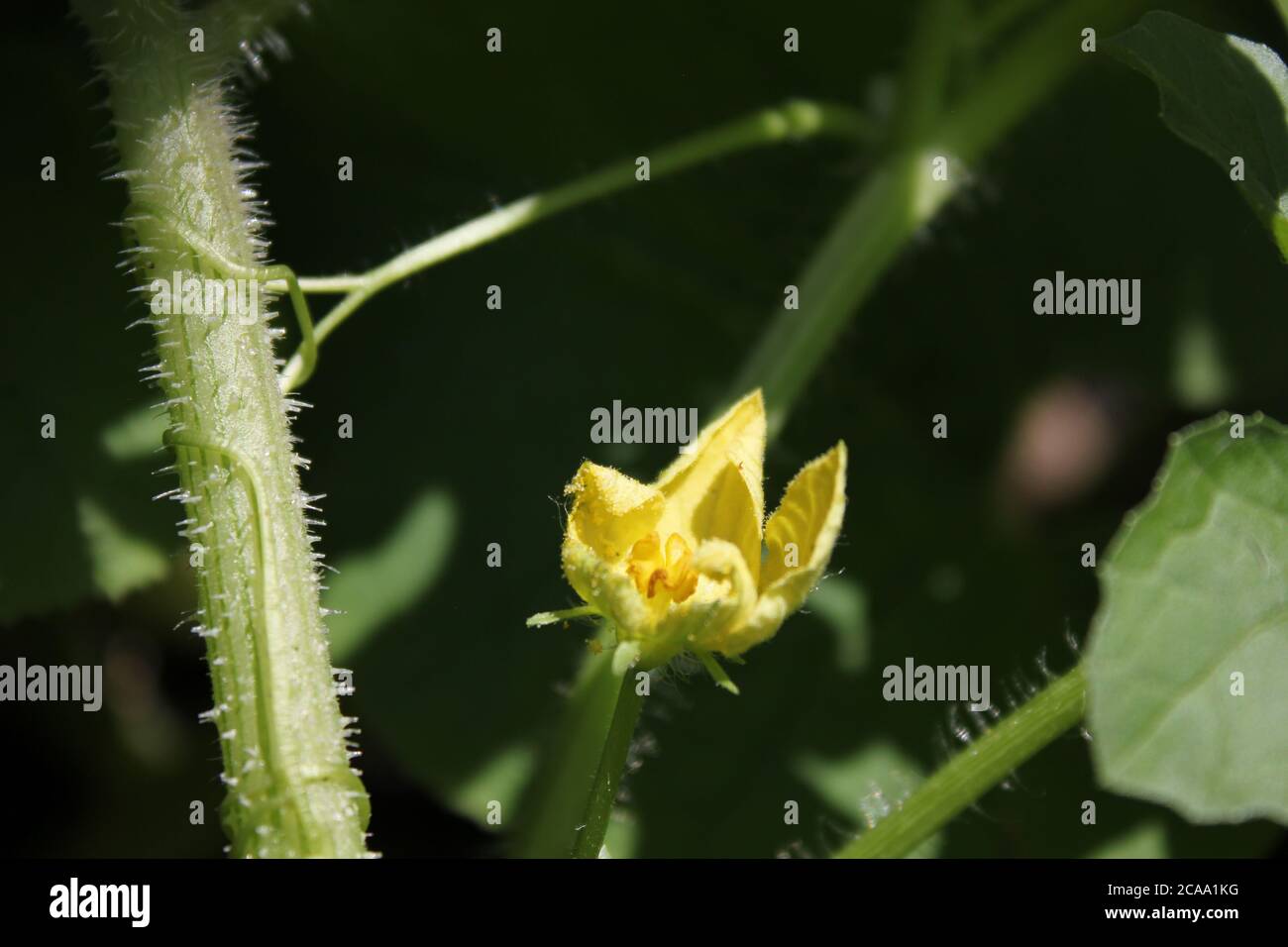 Lush watermelon vine plant flower growing in the summer kitchen garden ...