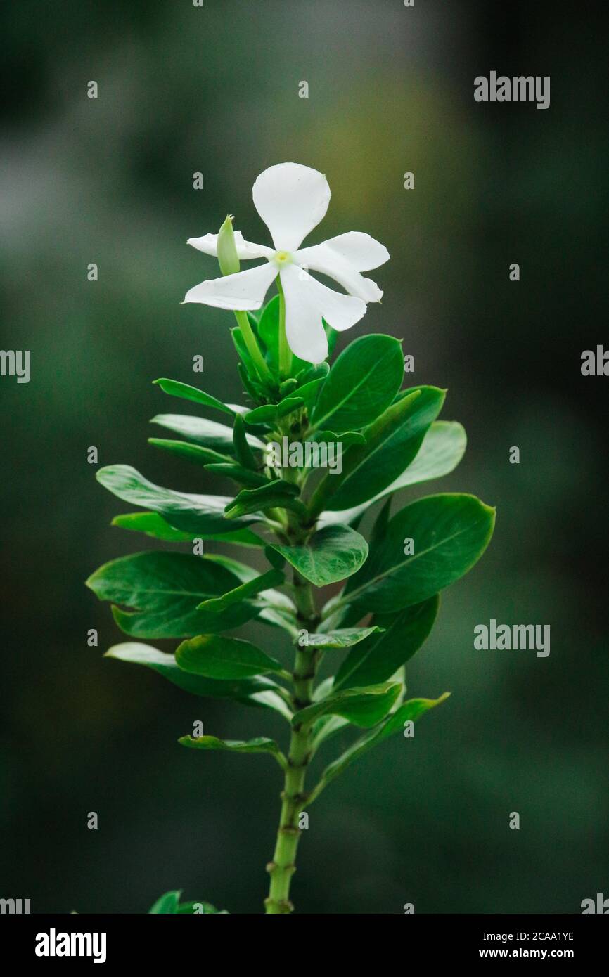 Beautiful catharanthus roseus flowers bloom in the garden Stock Photo ...