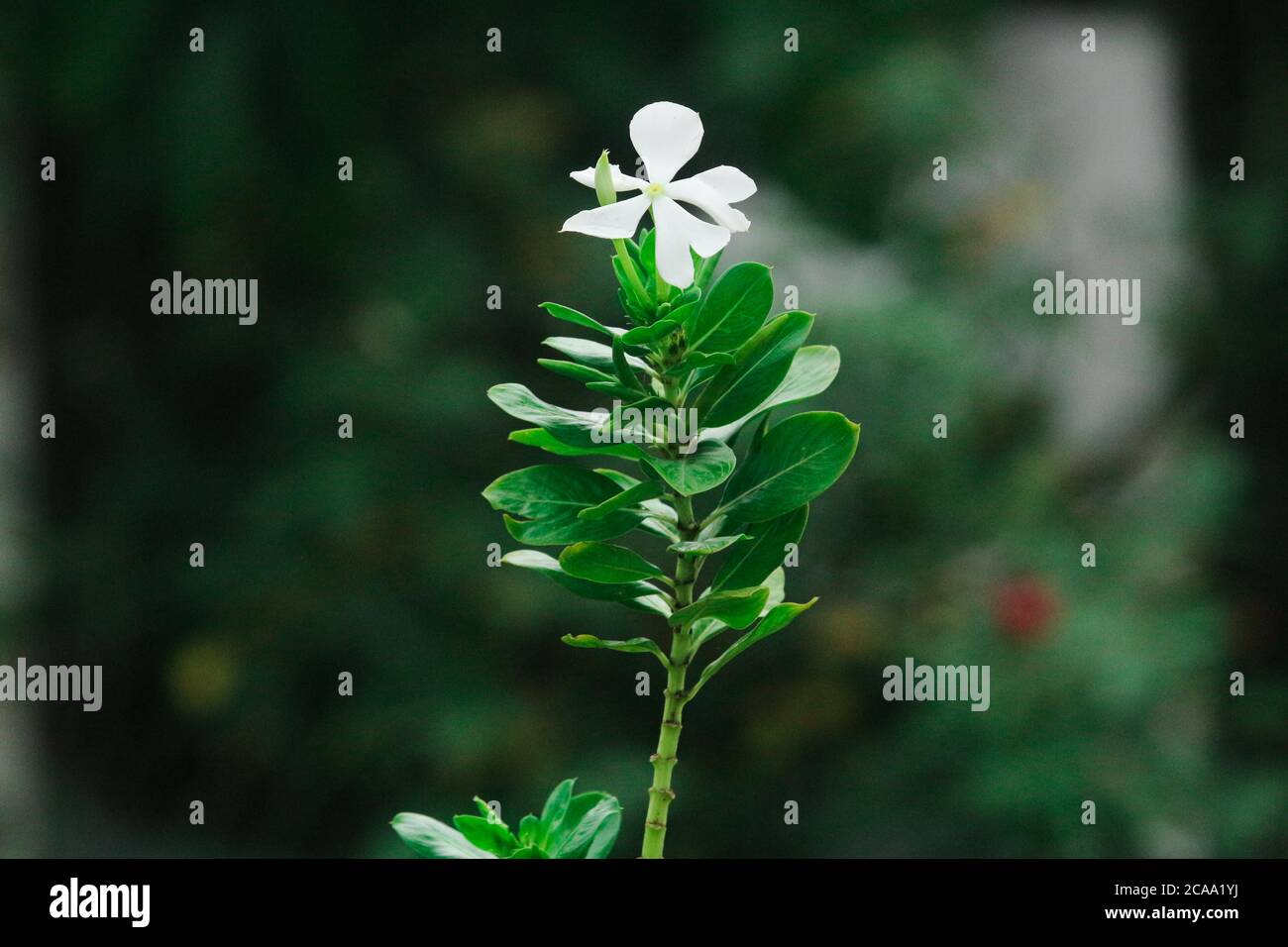 Beautiful catharanthus roseus flowers bloom in the garden Stock Photo ...