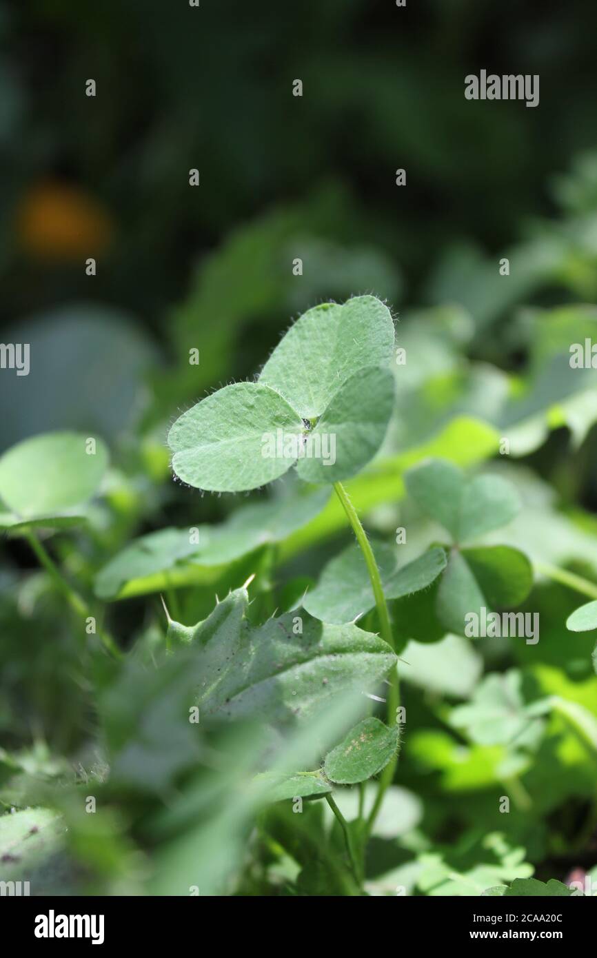Yellow trefoil kitchen garden hi-res stock photography and images - Alamy