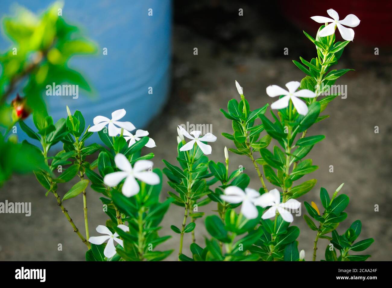 Beautiful catharanthus roseus flowers bloom in the garden Stock Photo ...