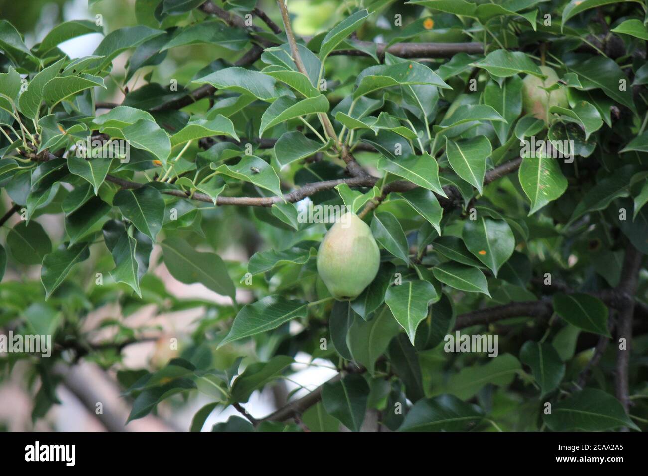 Backyard urban garden in of a luscious pear fruit tree Stock Photo - Alamy
