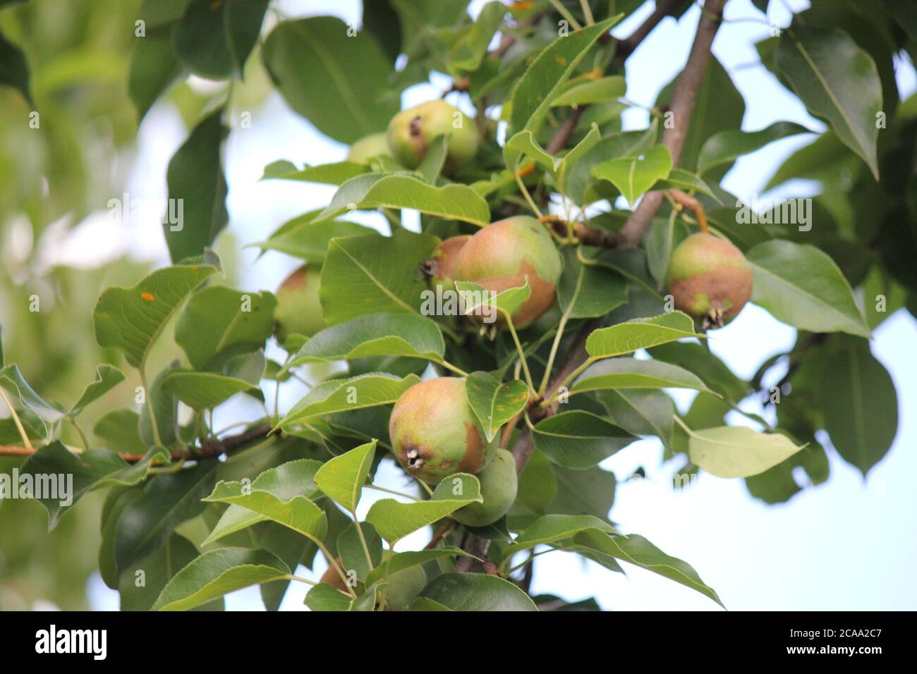 Backyard urban garden in of a luscious pear fruit tree Stock Photo - Alamy